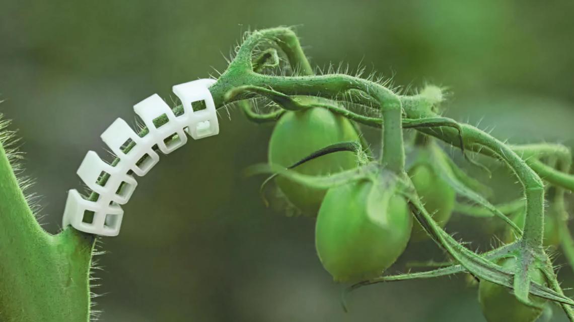 News: Best practices for supporting and protecting plants - ARaymond ...